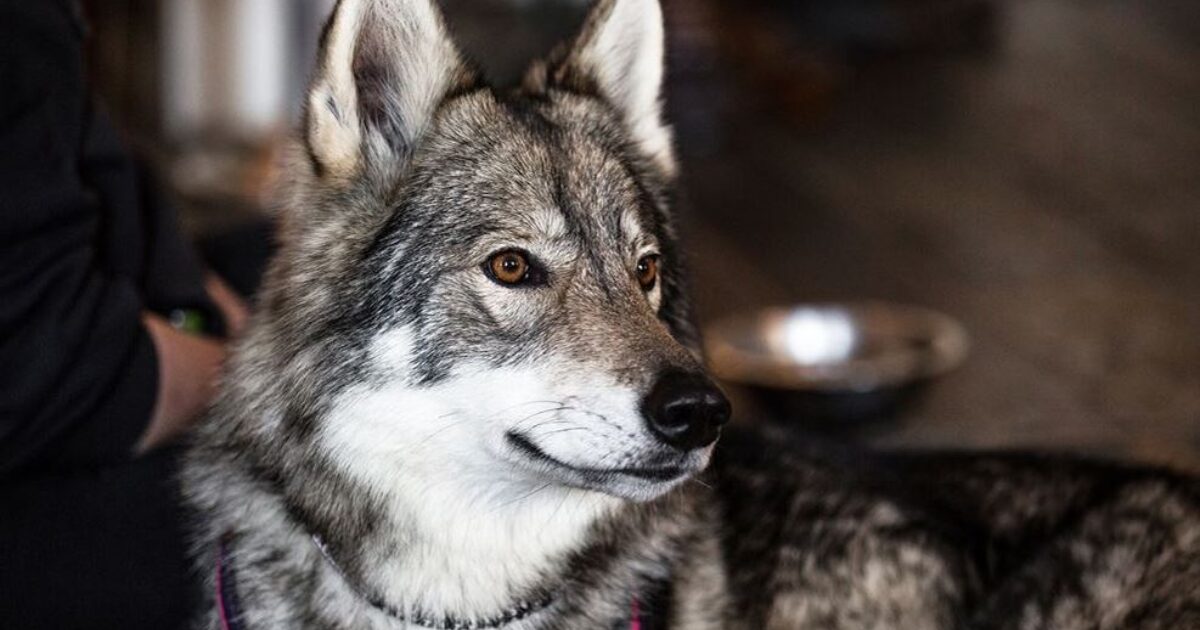 Museum Late: Wildlife Drawing Wolves | South Bank London