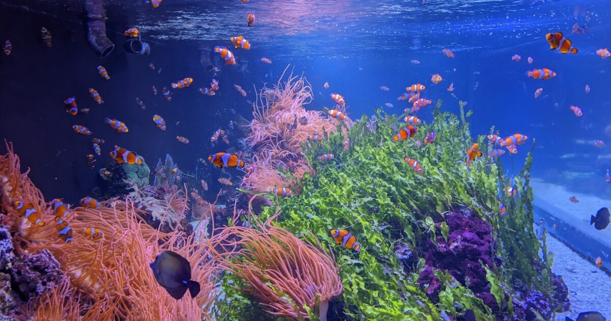 Conservation Evenings: Extinct in the Wild | South Bank London