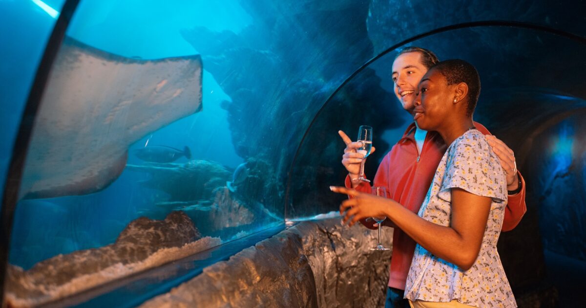 SEA LIFE Lates | South Bank London